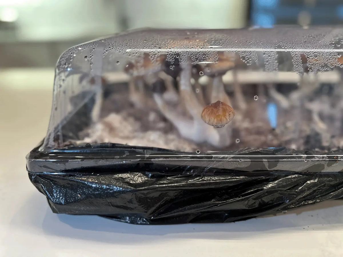 How To Make a Monotub Magic Mushroom Fruiting Chamber — Canadian Spores