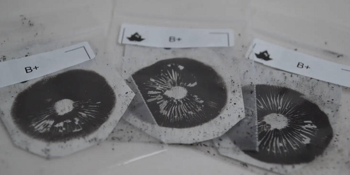 How to Take a Magic Mushroom Spore Print - The Easy Way — Canadian Spores