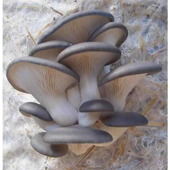 Blue Oyster Liquid Culture - Canadian Spores